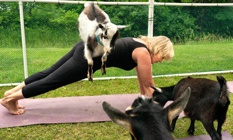 What Is Goat Yoga? - Everything You Need To Know
