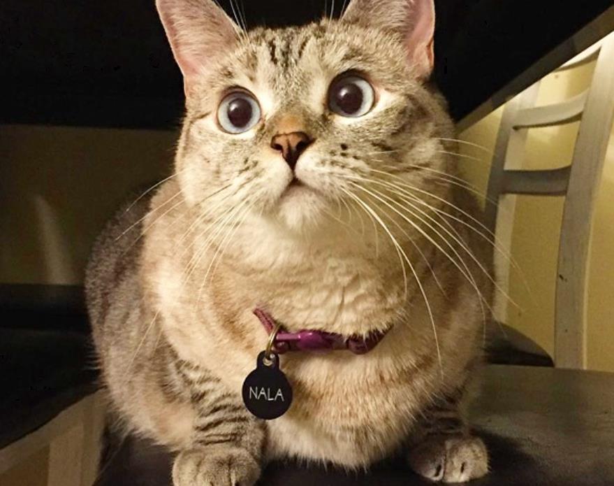 Meet Nala Cat: The Instagram Star With A Ton Of Fo - Tymoff